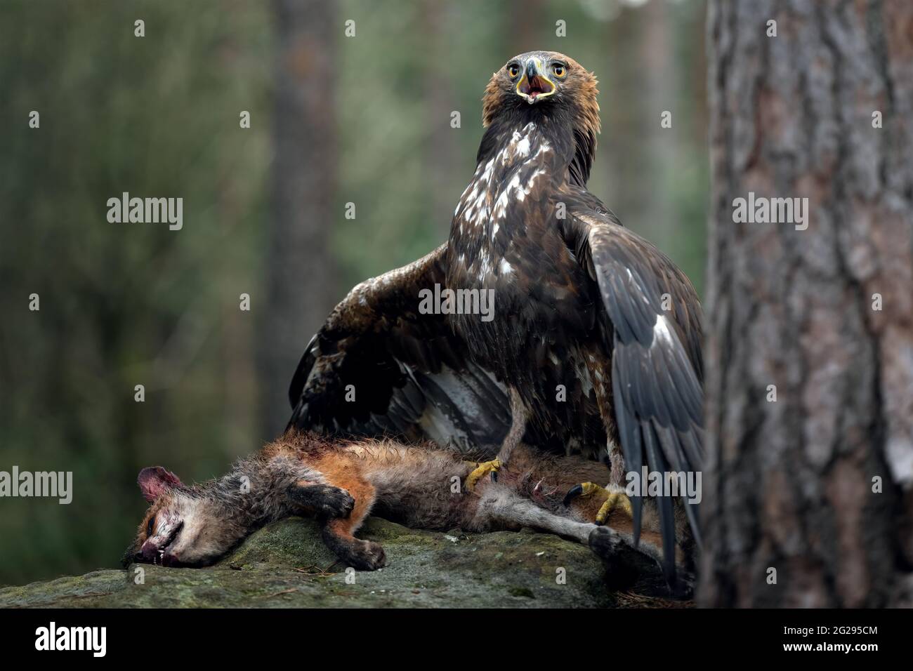The golden eagle guards its prey Stock Photo - Alamy