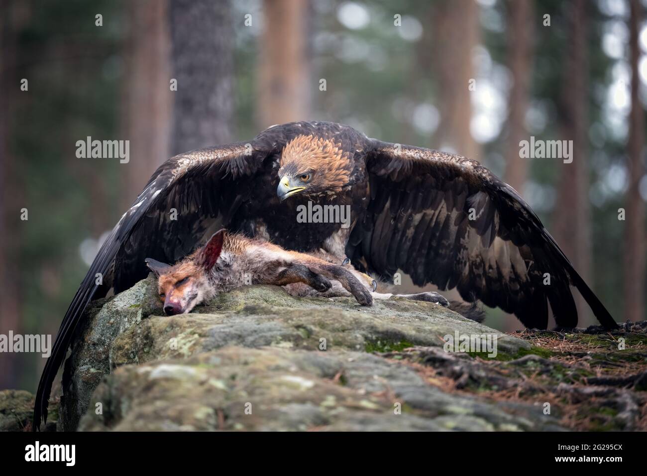 The golden eagle guards its prey Stock Photo - Alamy