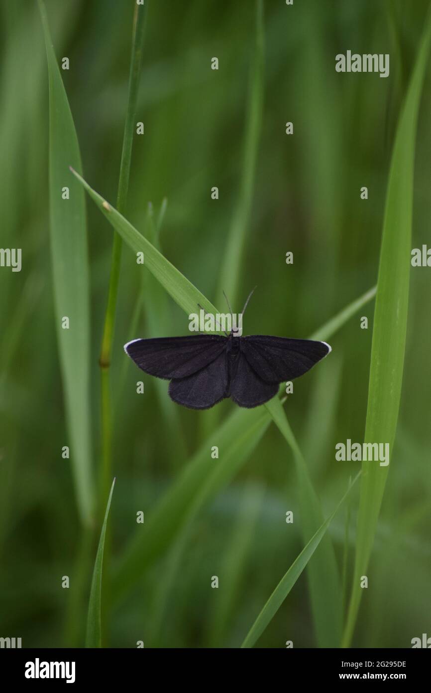 Chimney sweeper odezia atrata hi-res stock photography and images - Alamy