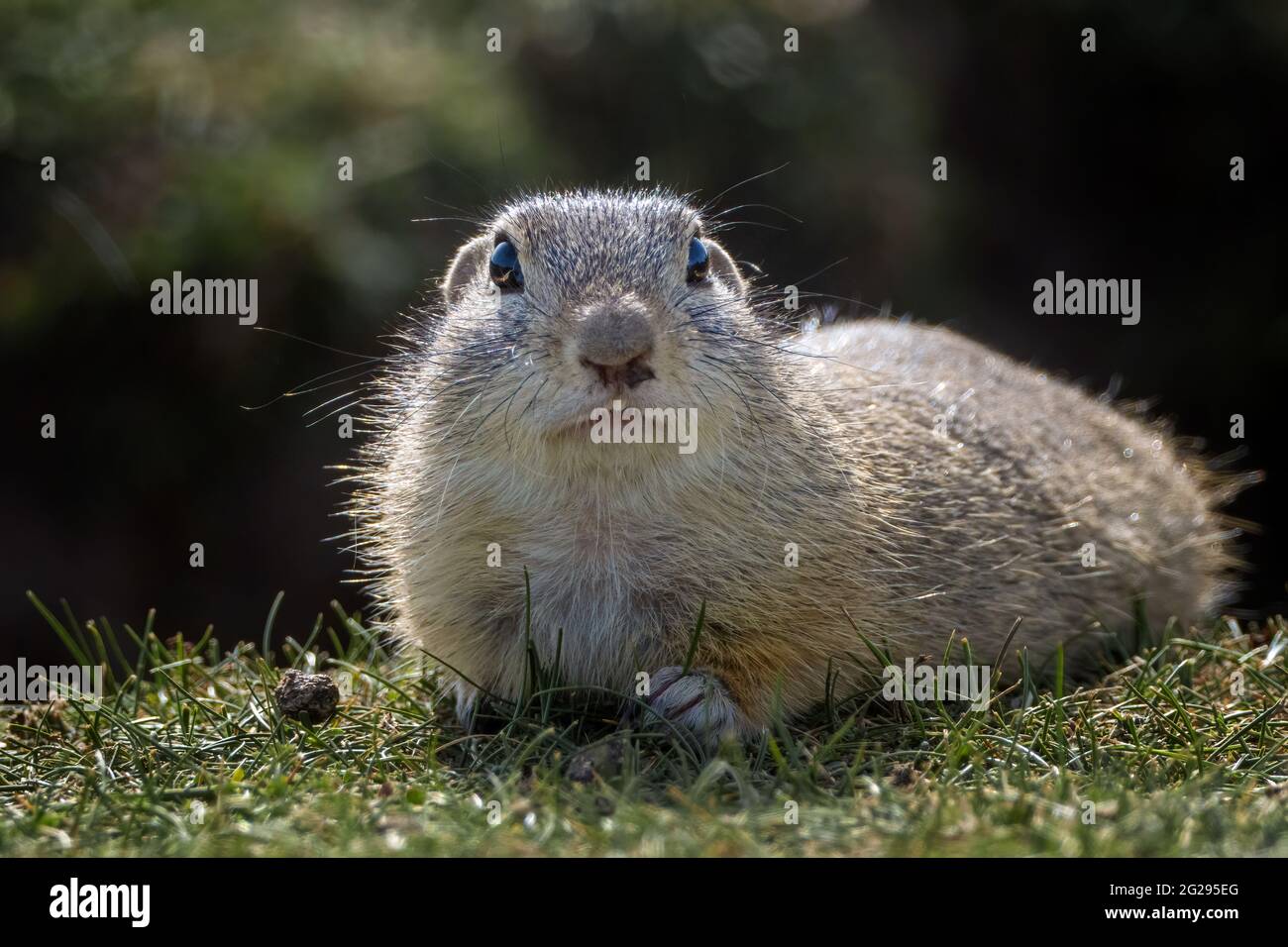 Small gopher hi-res stock photography and images - Alamy