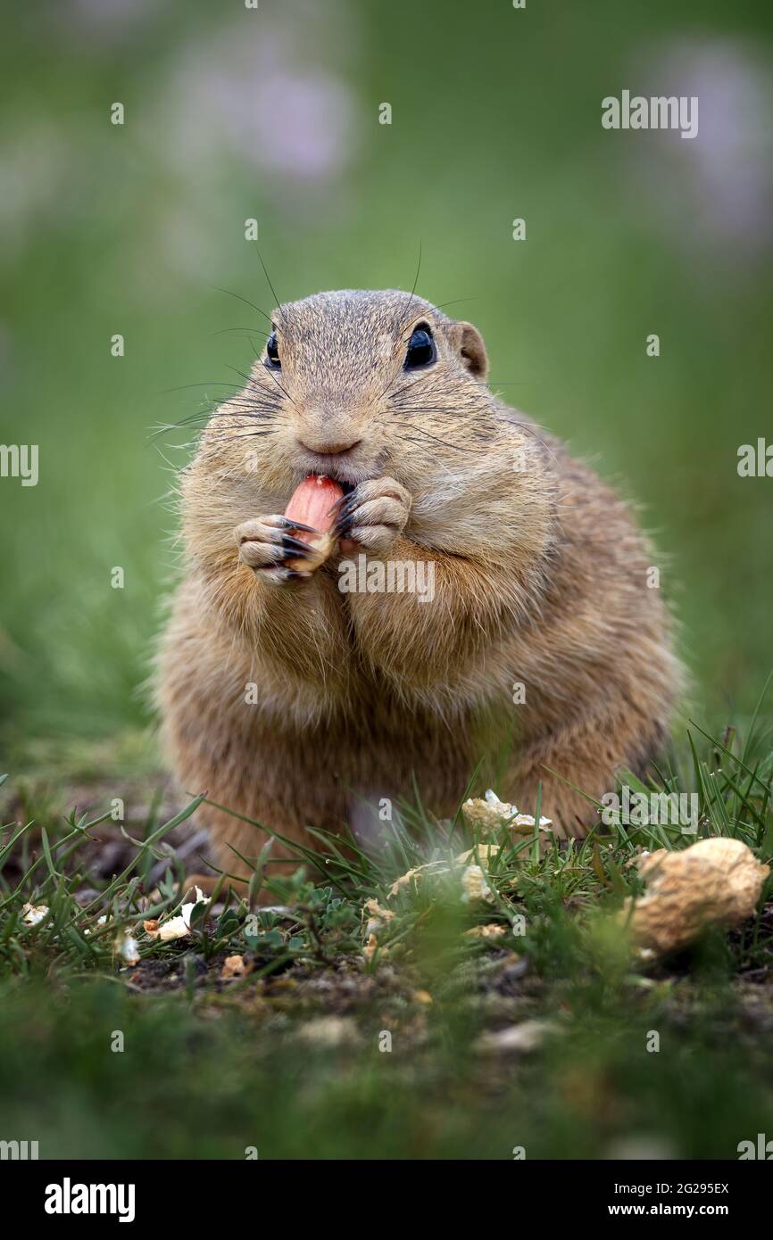 Sysel hi-res stock photography and images - Alamy