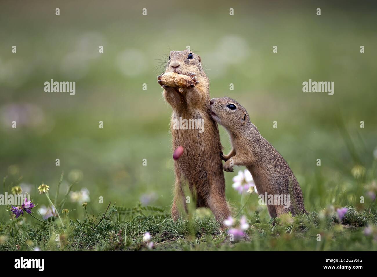 Cute gopher in proximity on a summer meadow with grass Stock Photo - Alamy