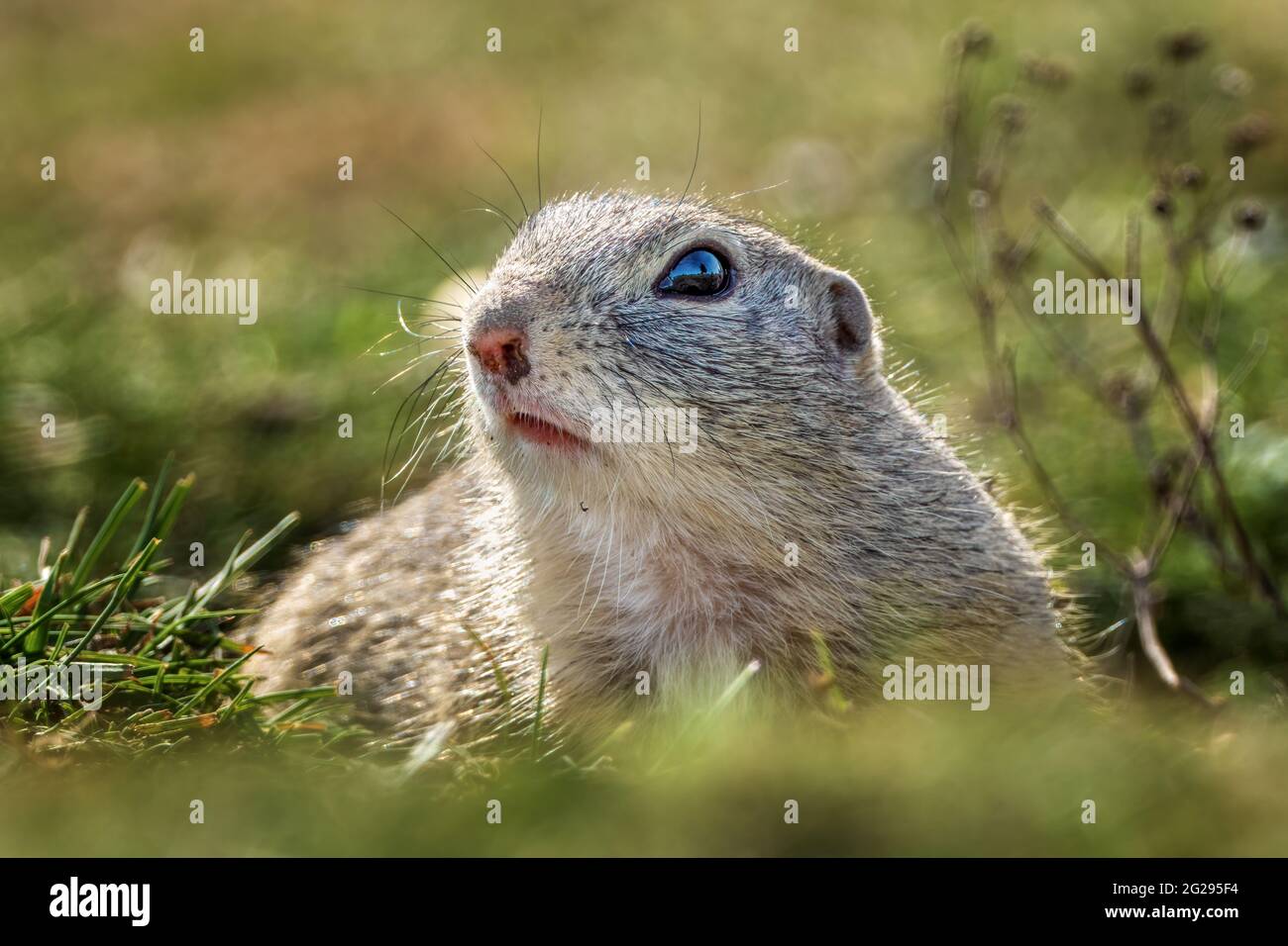 Luffy cute gopher sitting on a green meadow on a sunny day Stock Photo ...
