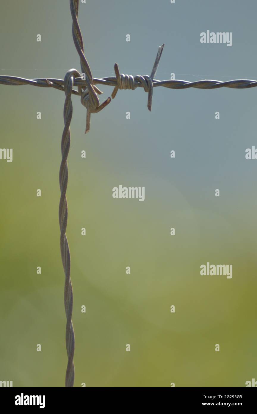 Wire fence barbed with thorns in the field Stock Photo - Alamy