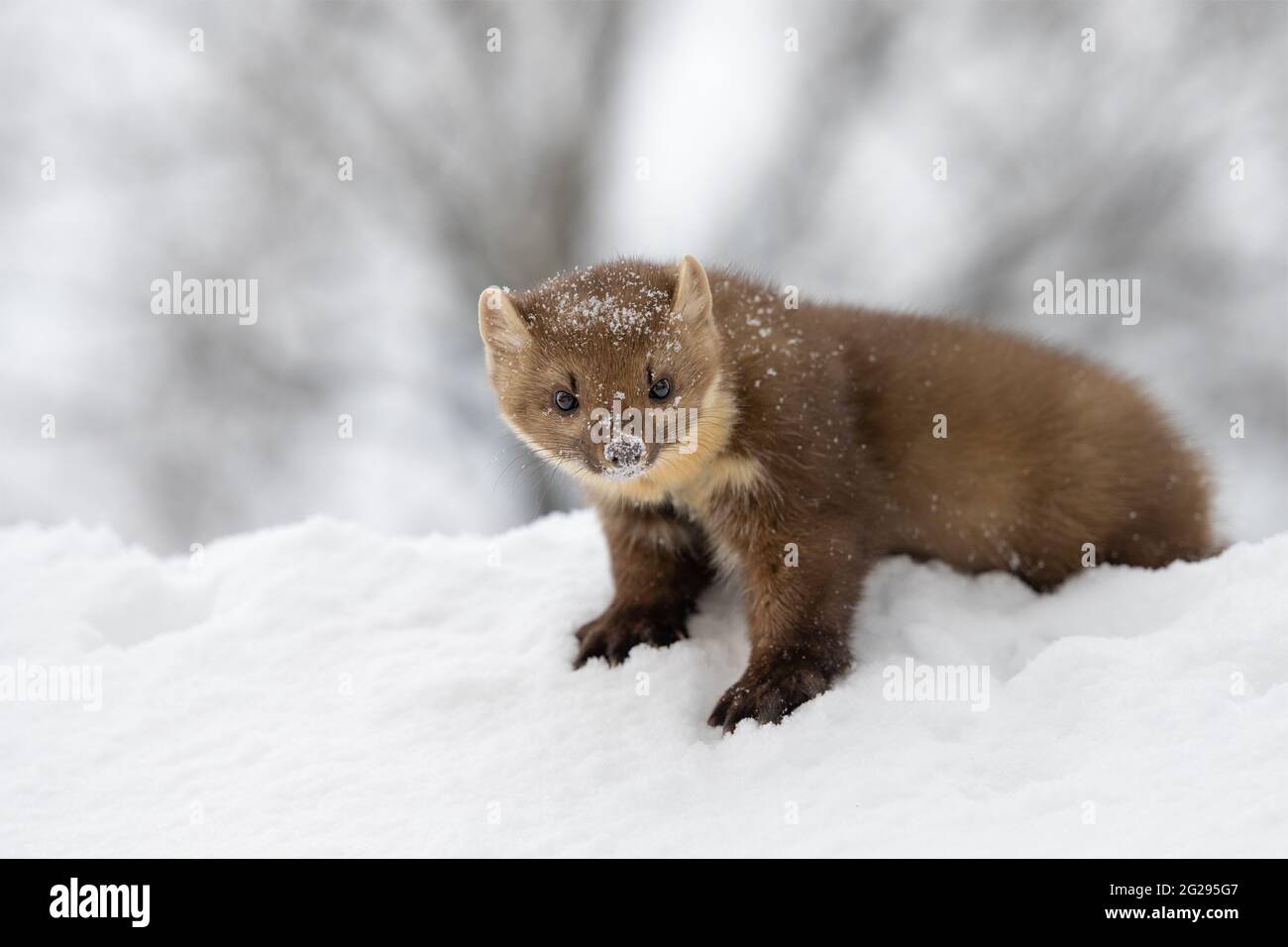 Marten hunting tree hi-res stock photography and images - Alamy