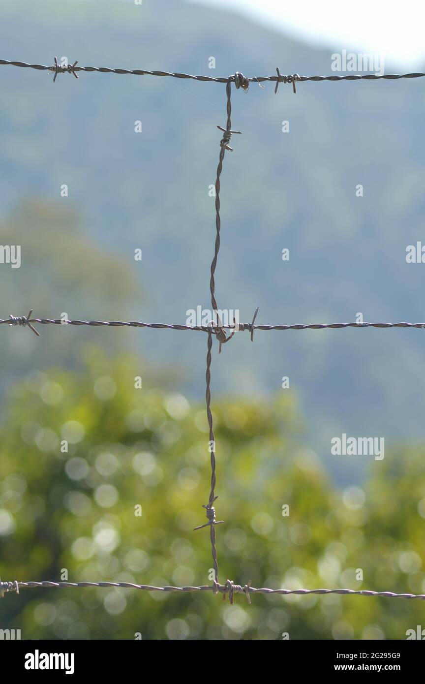 Wire fence barbed with thorns a sunny day Stock Photo - Alamy