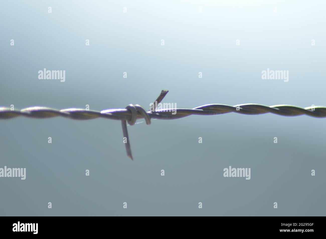 Wire fence with thorn Stock Photo - Alamy