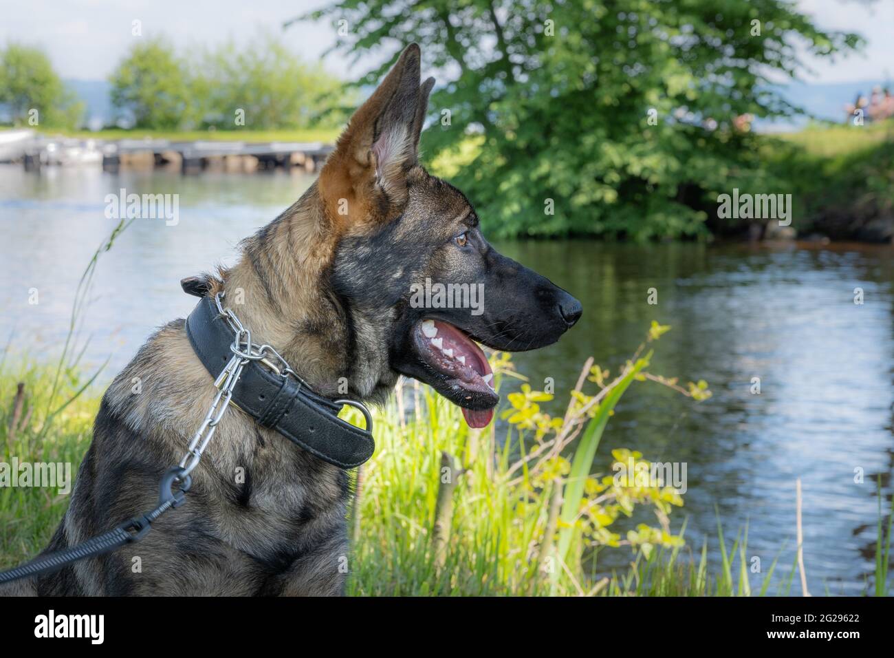 A dog portrait of a happy six months old German Shepherd puppy with a ...