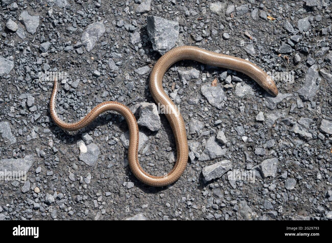 Slow worm scotland hi-res stock photography and images - Alamy