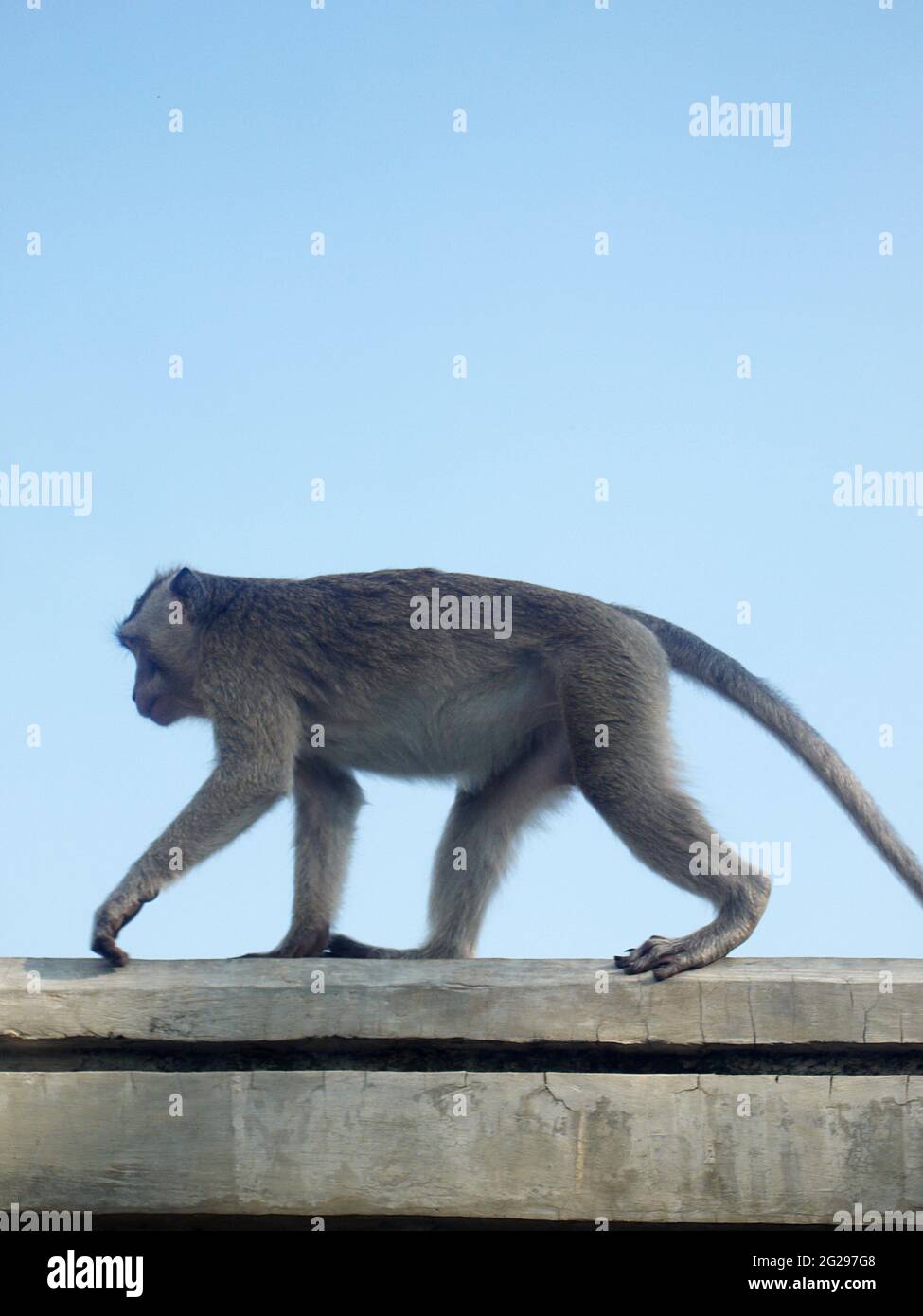 The monkeys in Java Island, Indonesia Stock Photo - Alamy