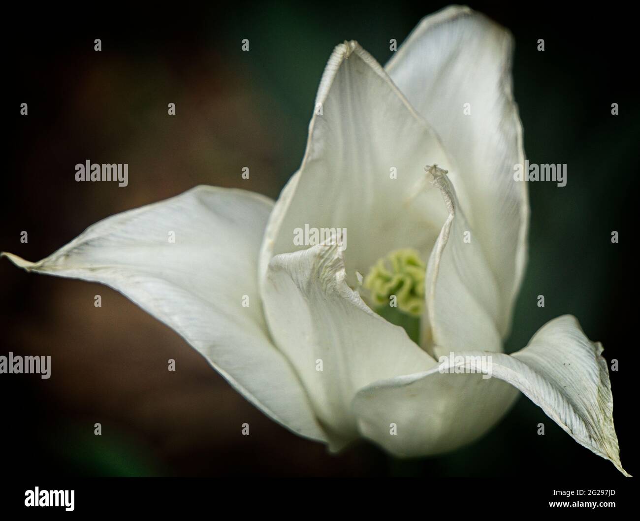 Riley park calgary hi-res stock photography and images - Alamy