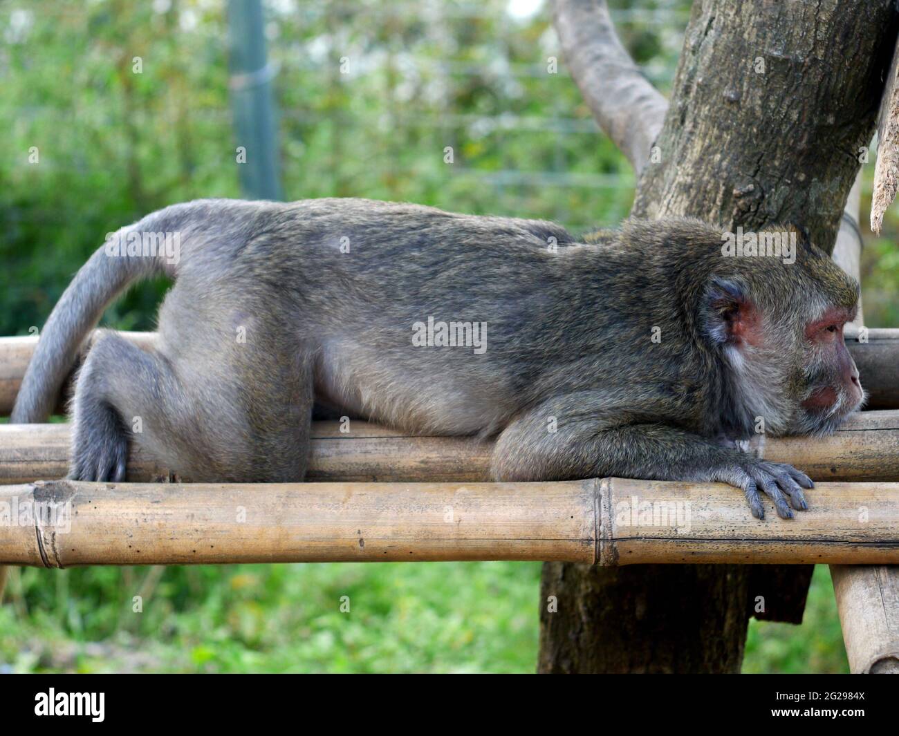 The monkeys in Java Island, Indonesia Stock Photo - Alamy