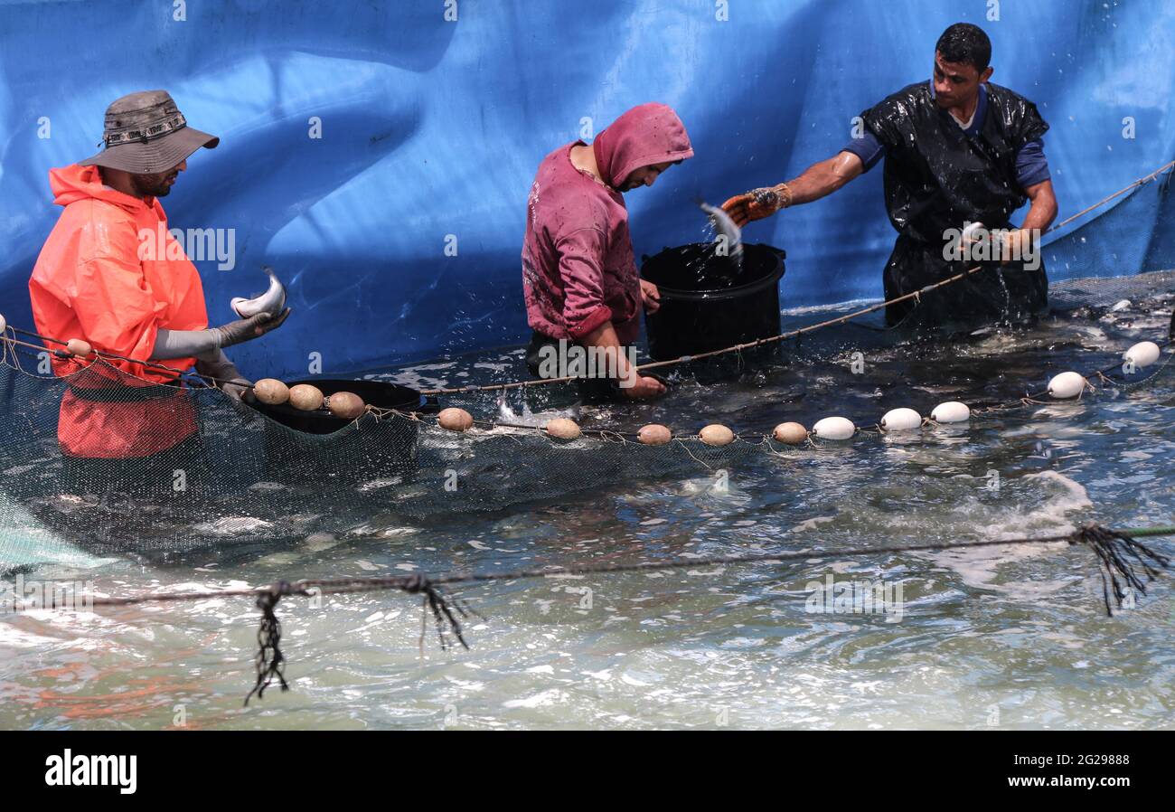 Palestinians extract fish from a pond in one of the fish farming ...