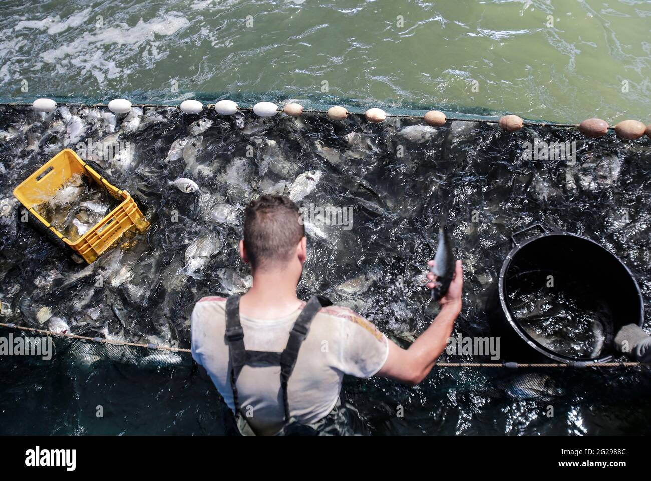 Palestinian man extracts fish from a pond in one of the fish farming ...
