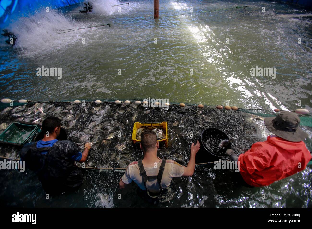 Palestinians extract fish from a pond in one of the fish farming ...