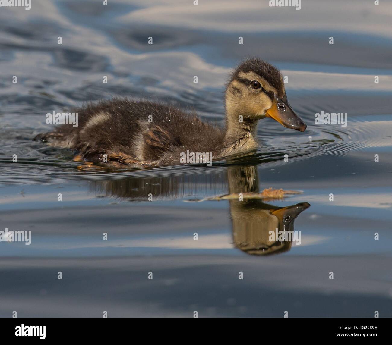 Cute little happy duckling swimming peacefully in a reflective blue ...