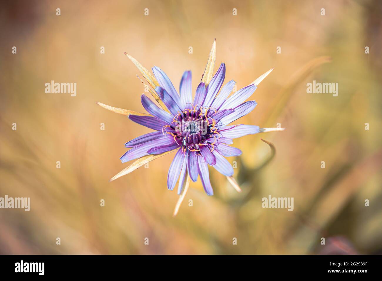 Closeup of a wild purple flower in a sunny, golden field with a blurred ...