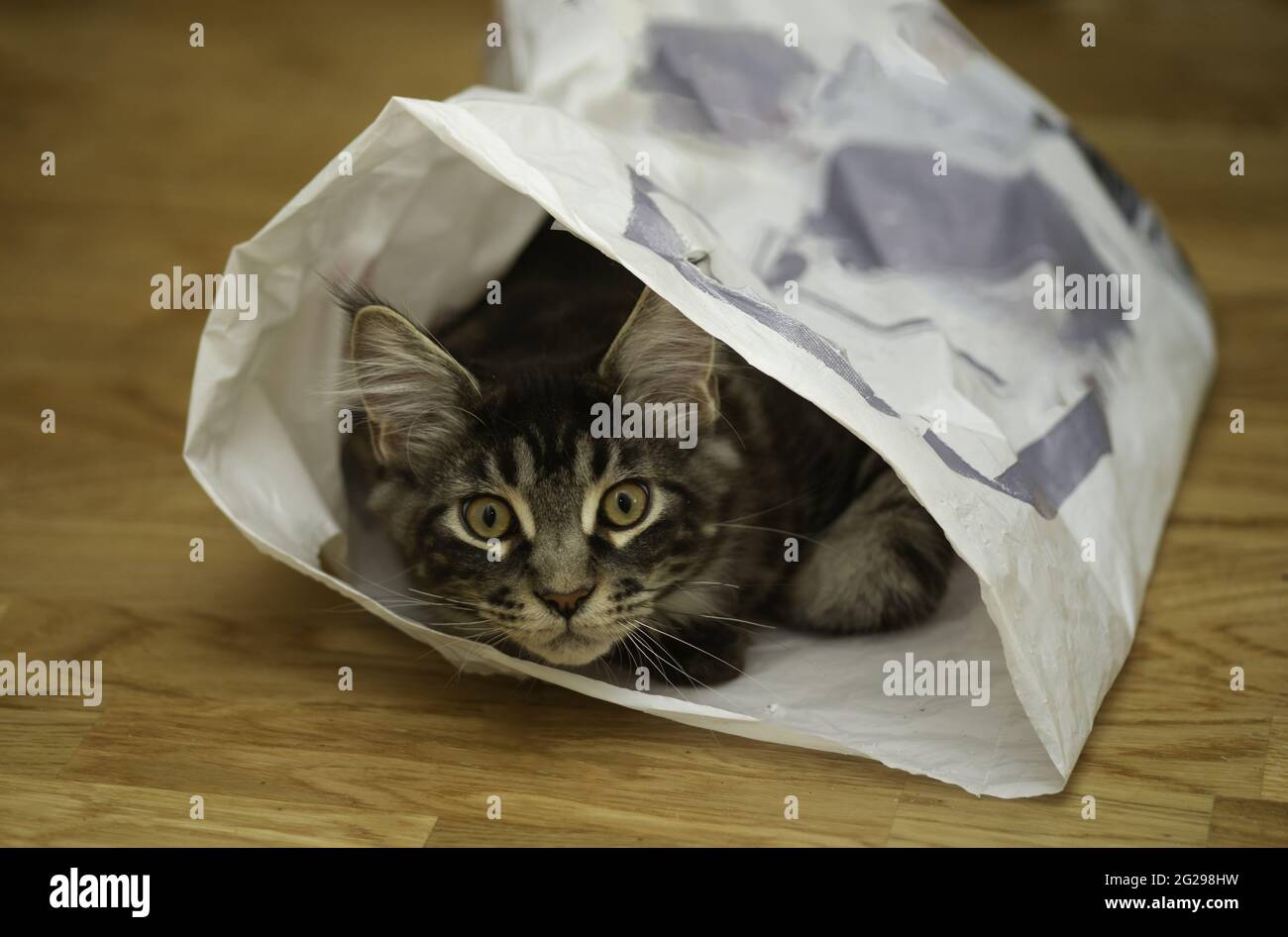 Cute funny little domestic cat playing at home Stock Photo - Alamy