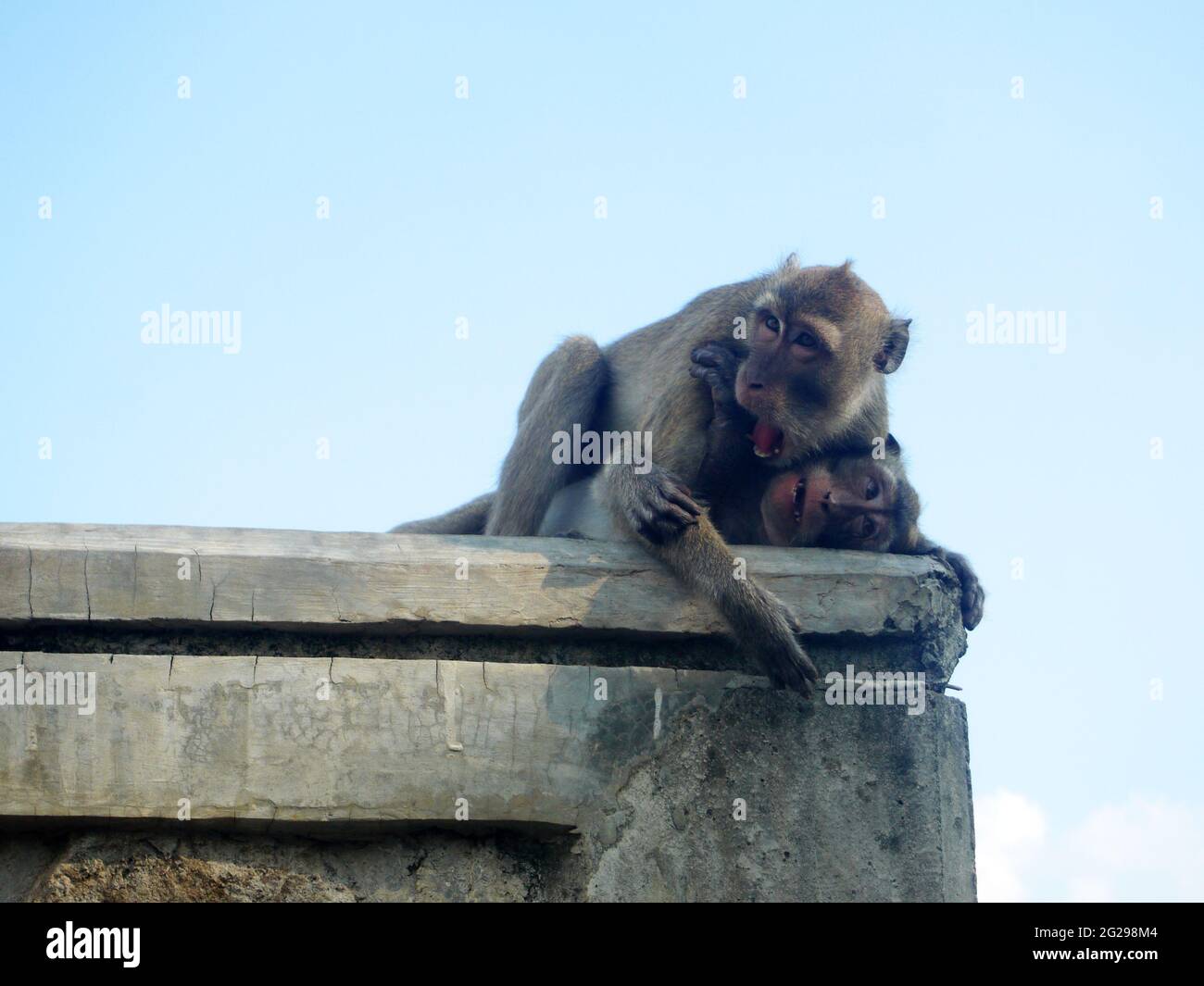 The monkeys in Java Island, Indonesia Stock Photo - Alamy