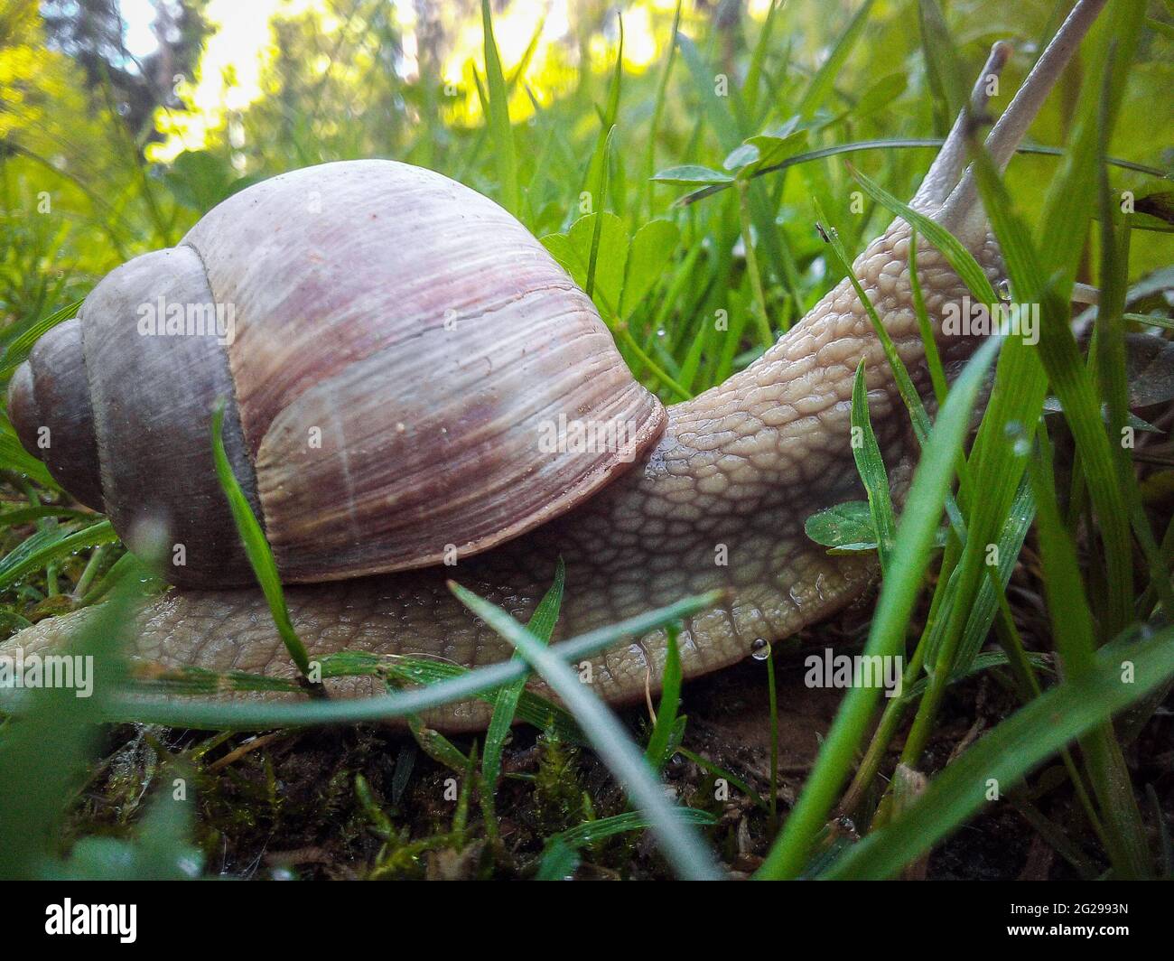 Insect photographer hi-res stock photography and images - Alamy