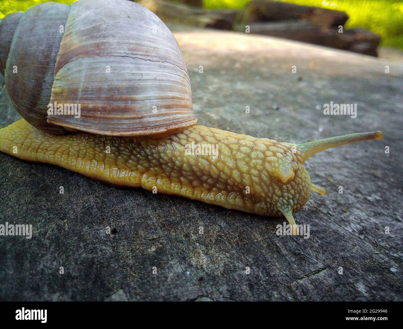 Insect photographer hi-res stock photography and images - Alamy