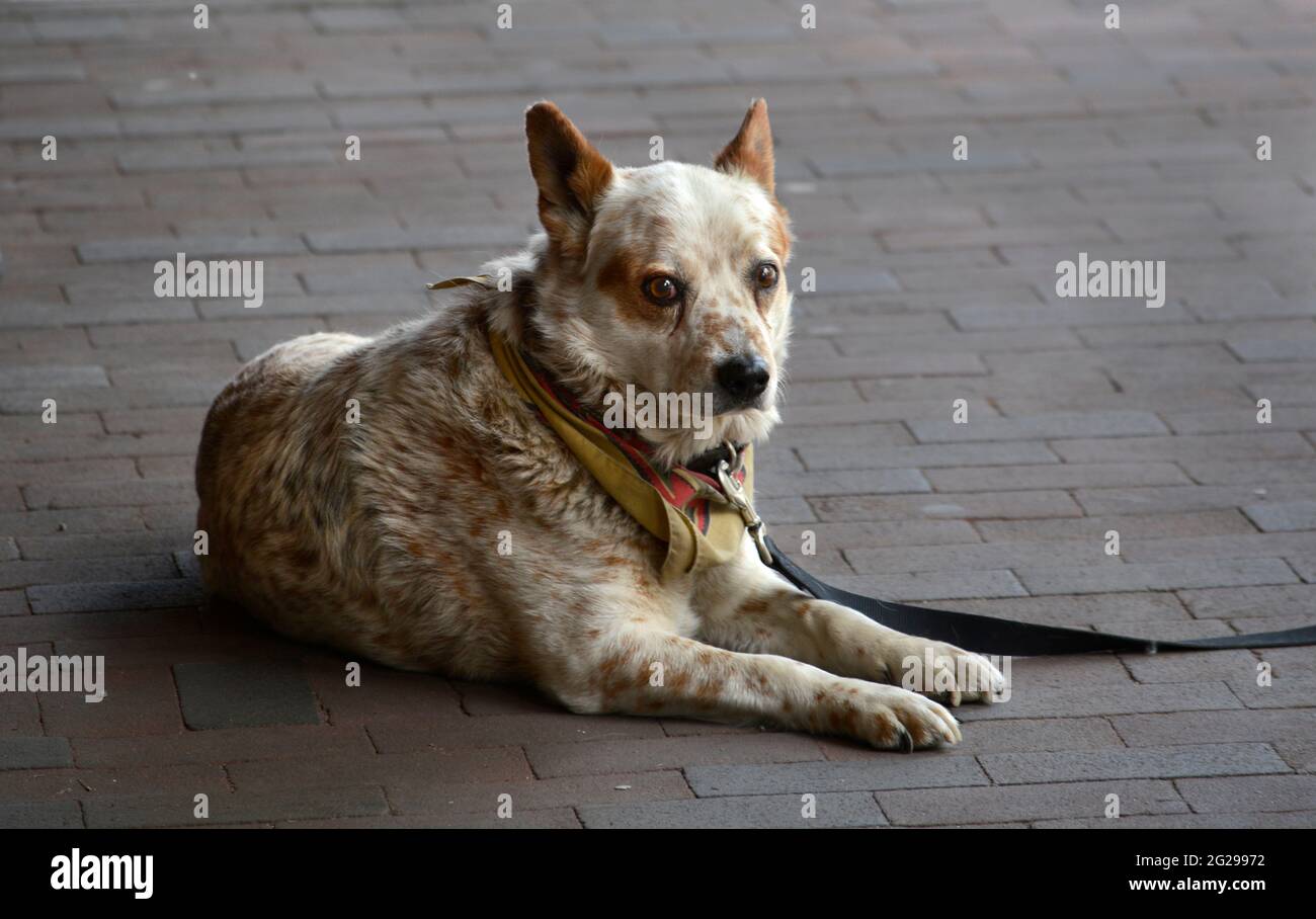 A dog belonging to a busker relaxes on a sidewalk in front of his owner ...