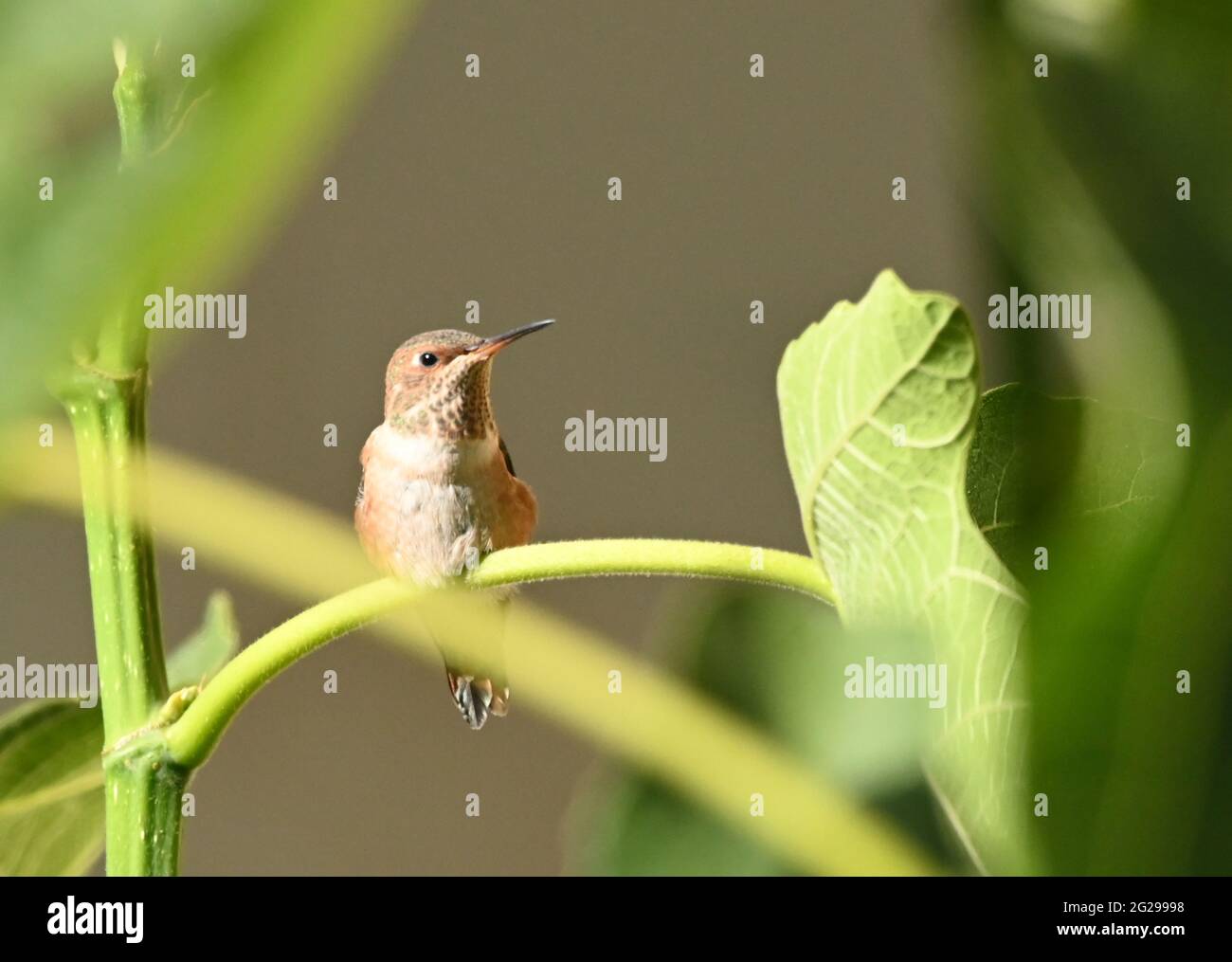 Anna’s Hummingbird fledgling in fig tree May 29, 2021 in Los Angeles ...