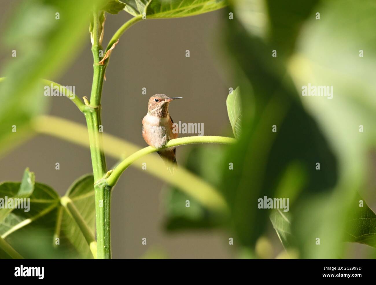 Anna’s Hummingbird fledgling in fig tree May 29, 2021 in Los Angeles ...