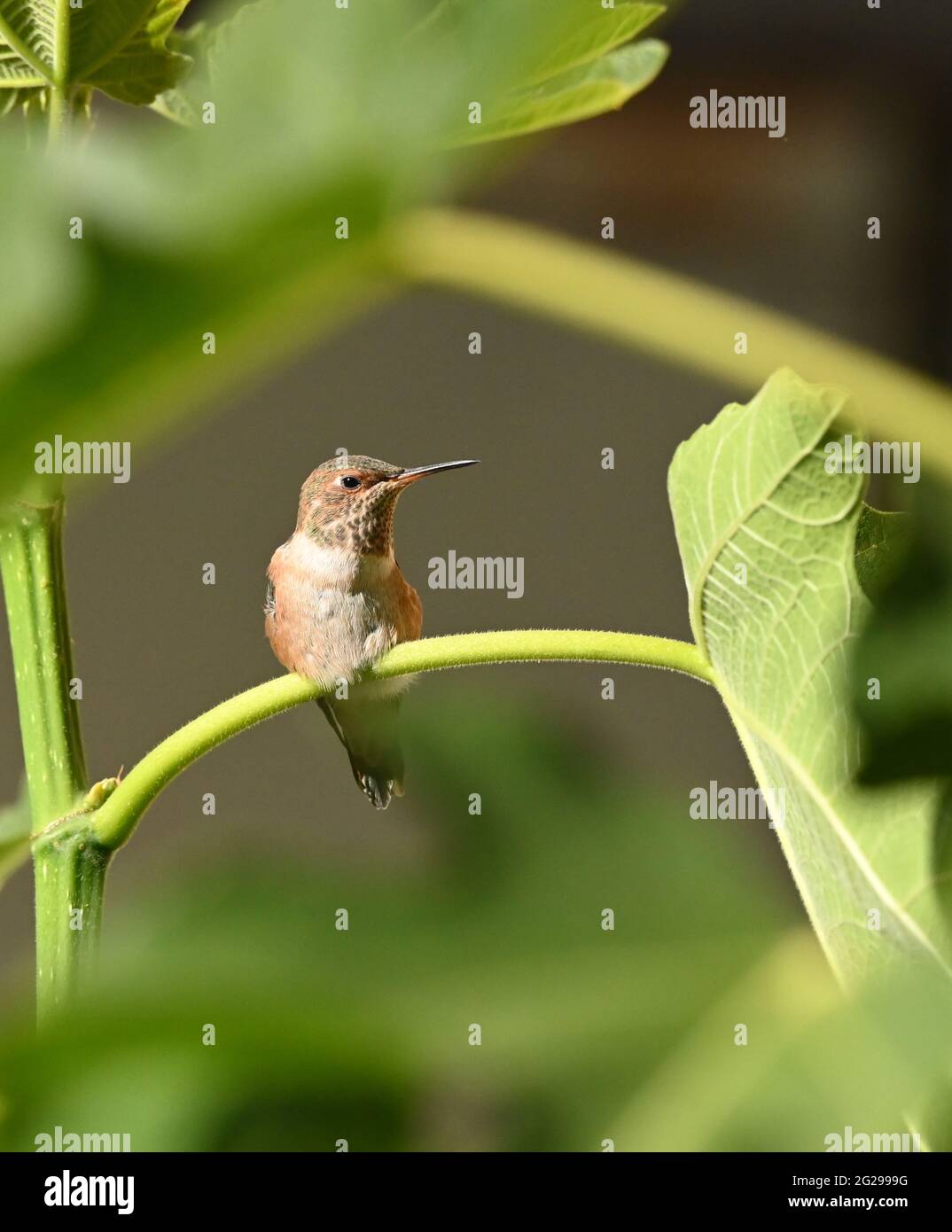 Photo of hummingbird in tree hi-res stock photography and images - Alamy