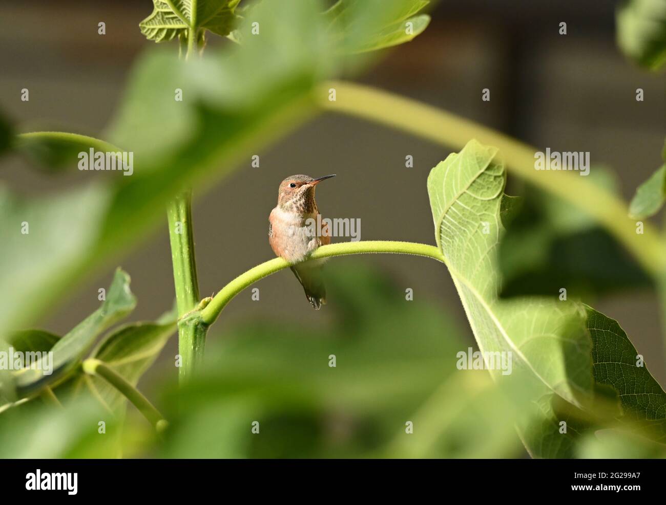 Anna’s Hummingbird fledgling in fig tree May 29, 2021 in Los Angeles ...