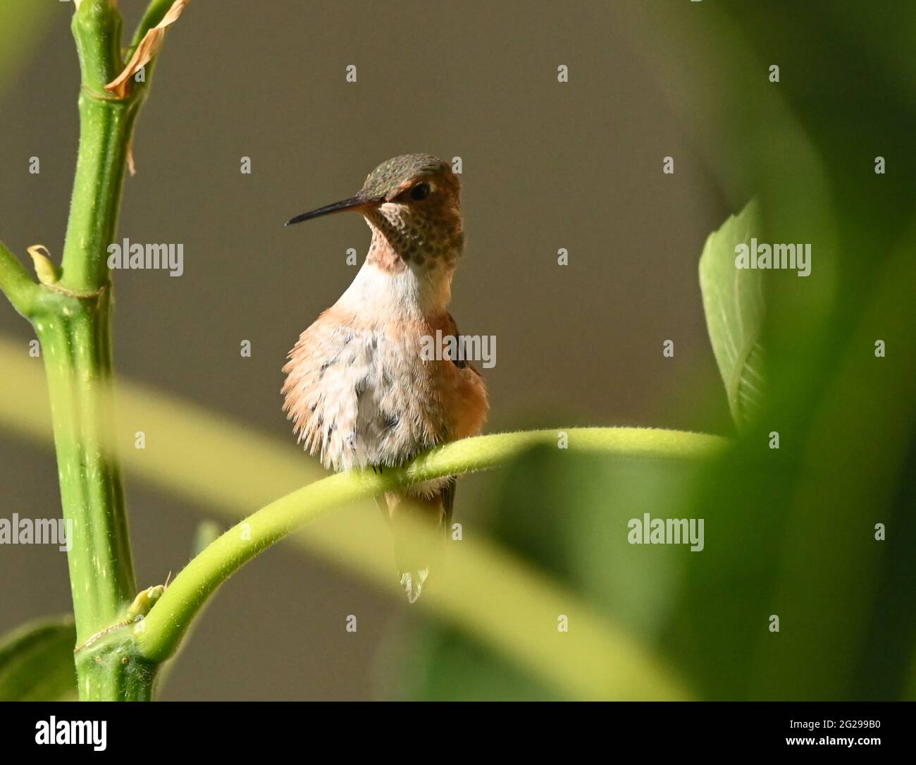 Anna’s Hummingbird fledgling in fig tree May 29, 2021 in Los Angeles ...