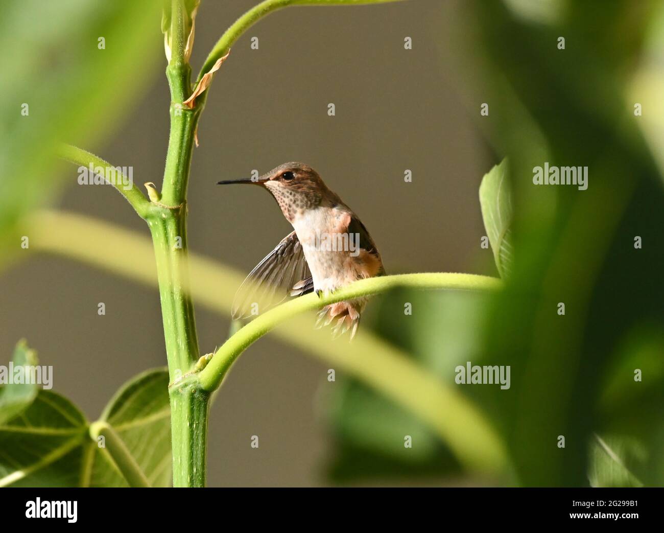 Jennifer bird hi-res stock photography and images - Alamy