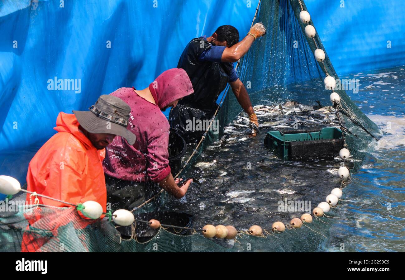 Palestinians extract fish from a pond in one of the fish farming ...