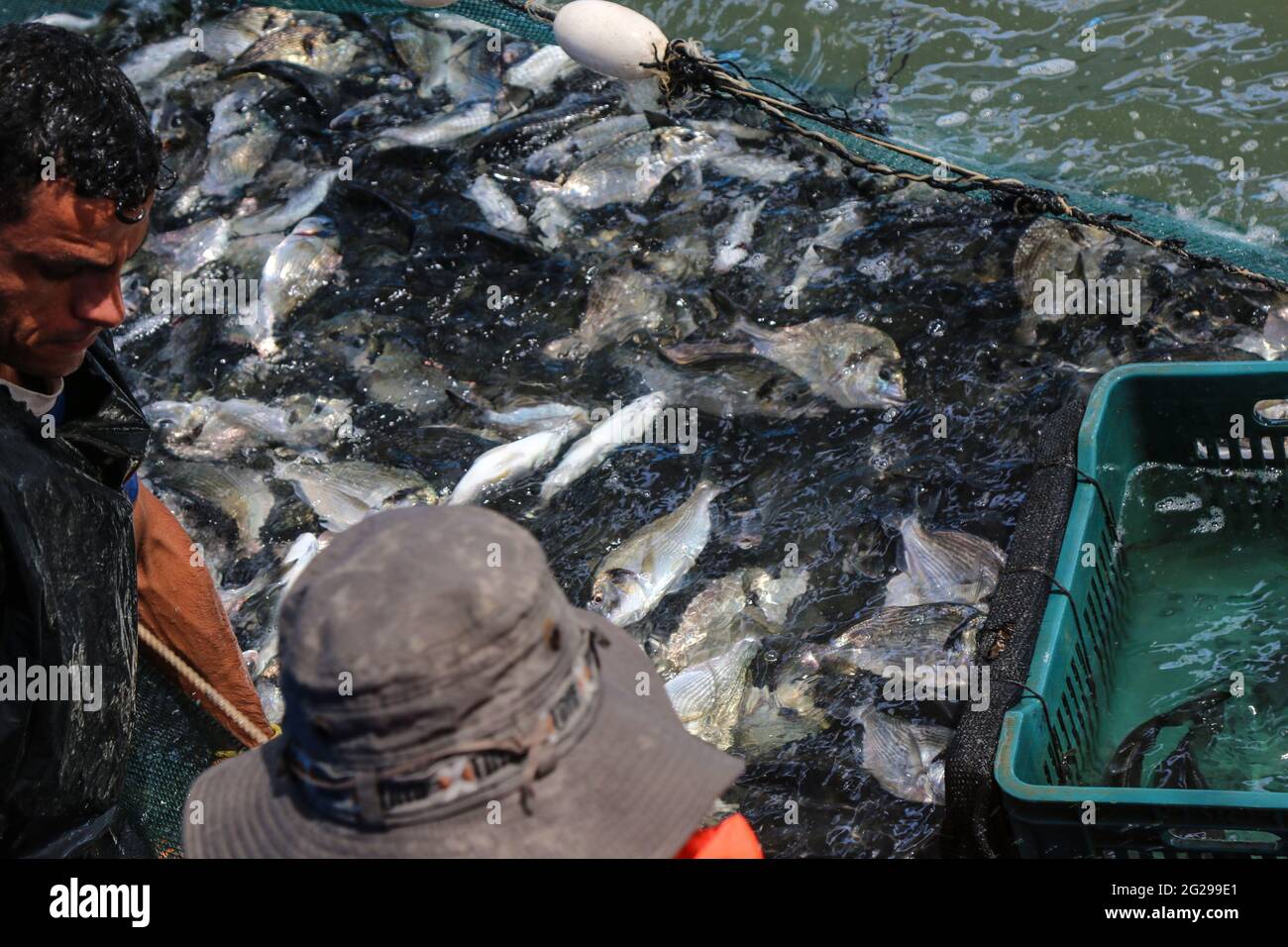 Palestinians extract fish from a pond in one of the fish farming ...