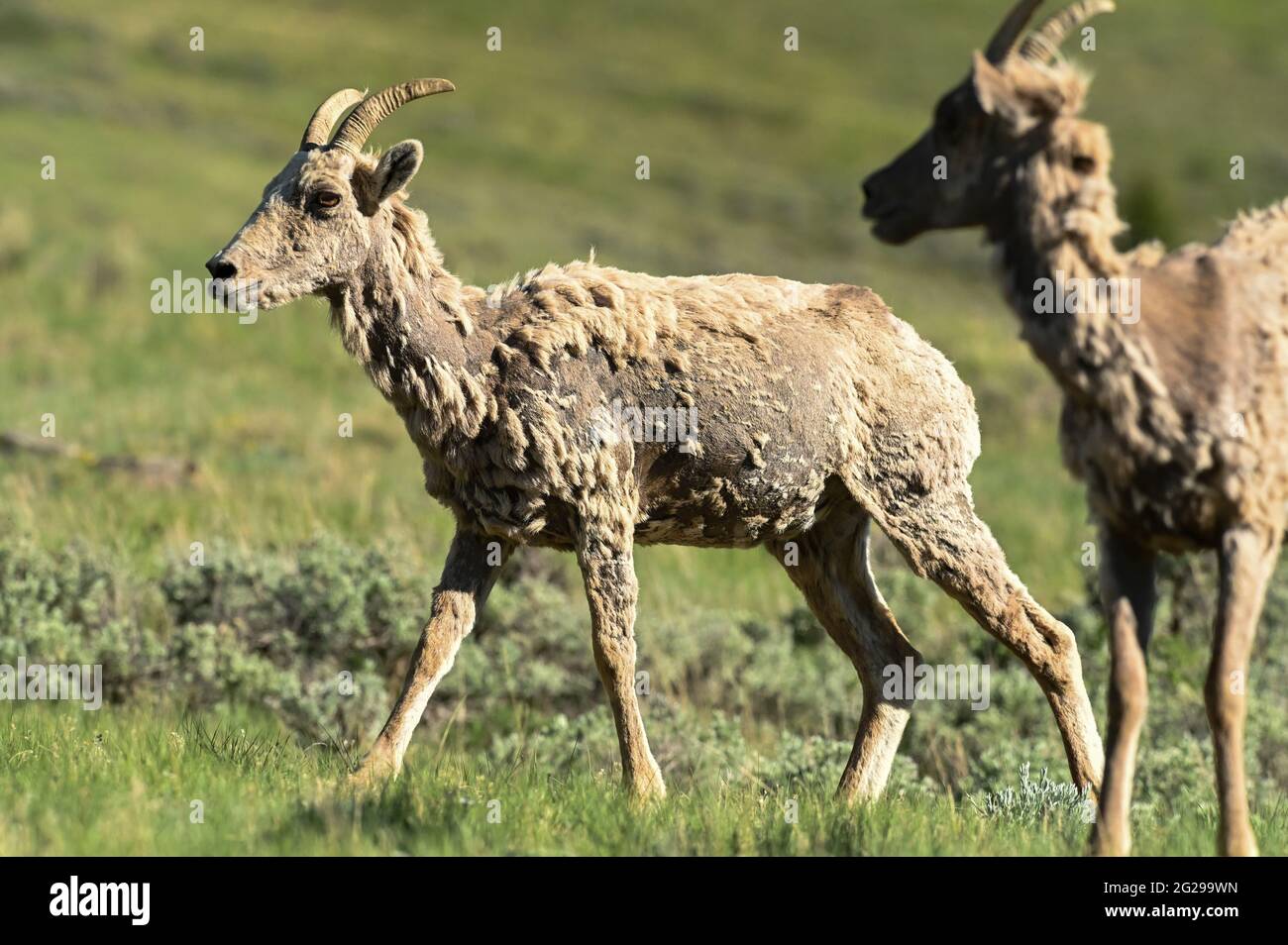 Big Horn Sheep in the Grand Teton National Park, Jackson Hole, Wyoming ...