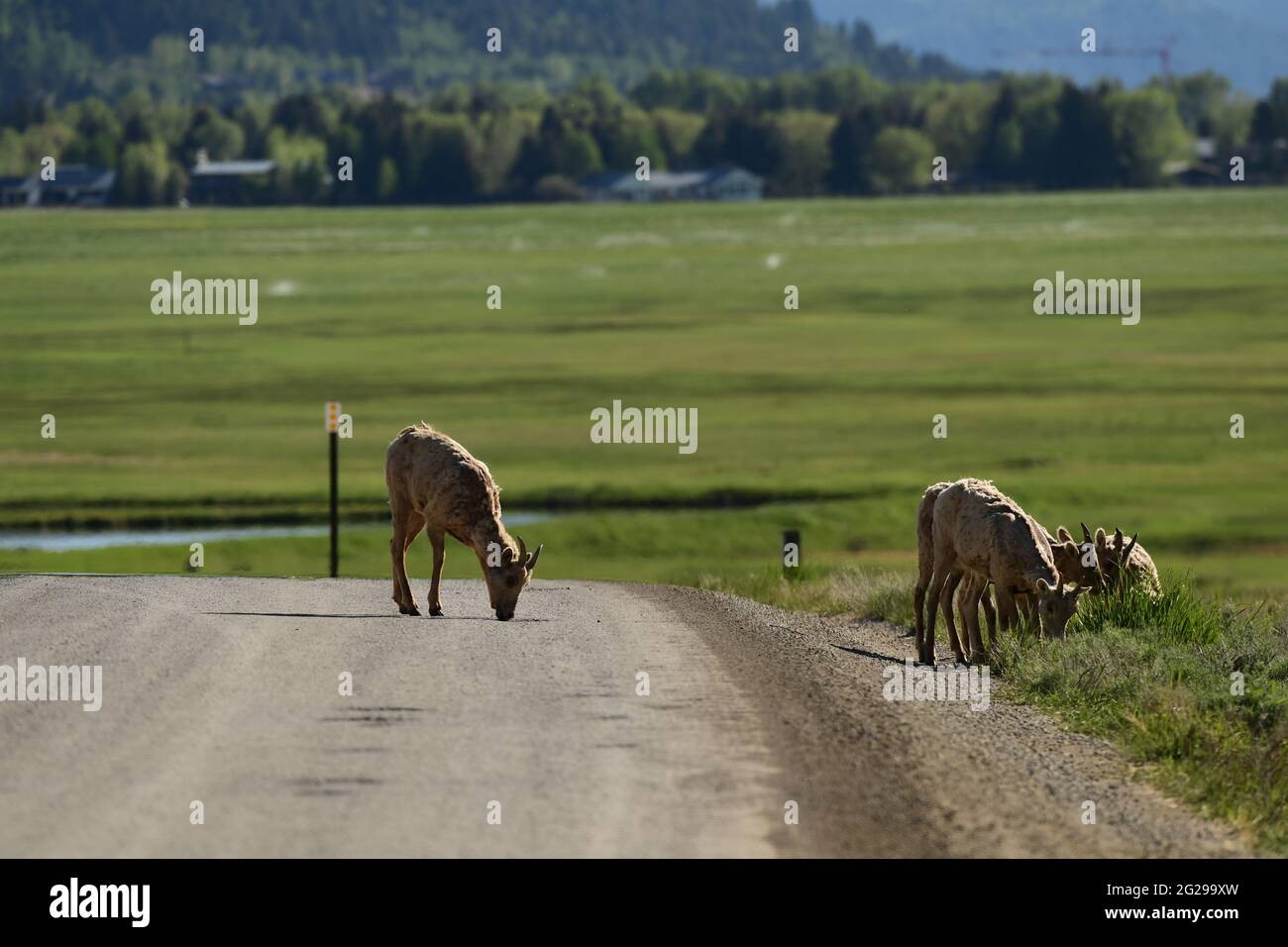 Big Horn Sheep in the Grand Teton National Park, Jackson Hole, Wyoming ...