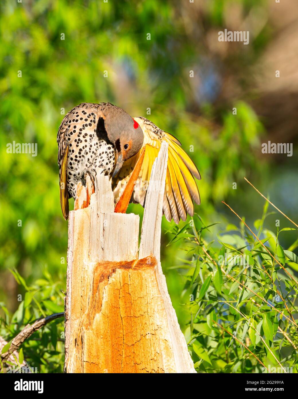 A yellow-shafted northern flicker stretches his wings in Wyoming Stock ...