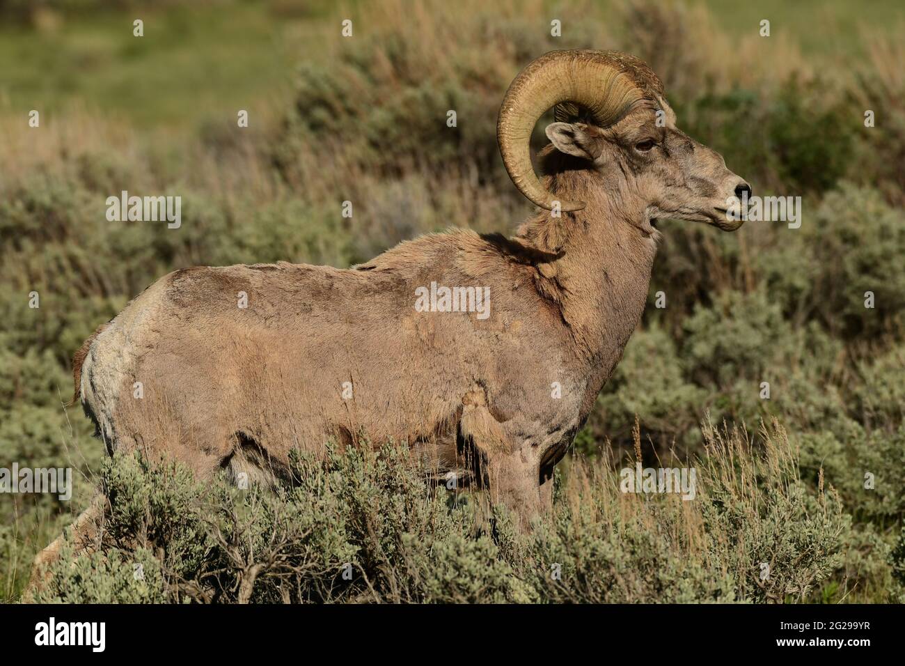 Big Horn Sheep in the Grand Teton National Park, Jackson Hole, Wyoming ...