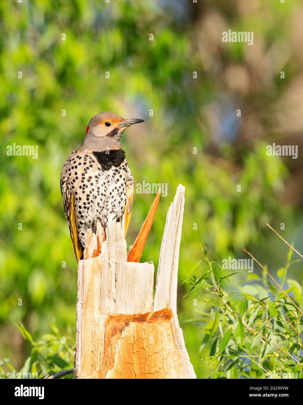 Northern flicker woodpecker hi-res stock photography and images - Alamy