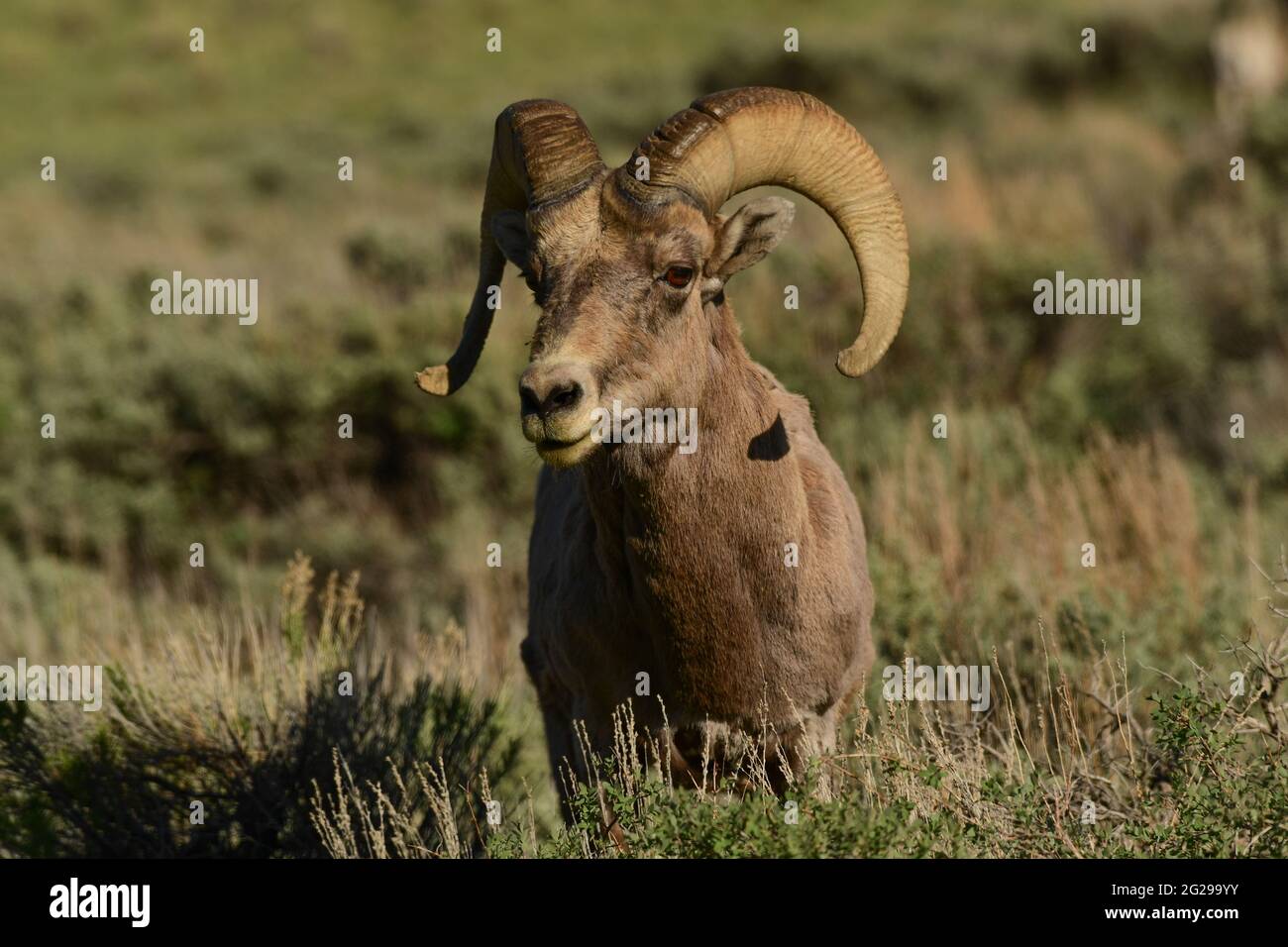 Big Horn Sheep in the Grand Teton National Park, Jackson Hole, Wyoming ...
