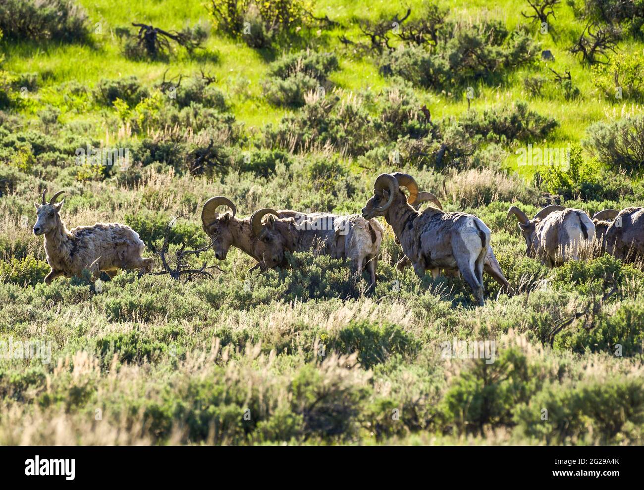 Big Horn Sheep in the Grand Teton National Park, Jackson Hole, Wyoming ...