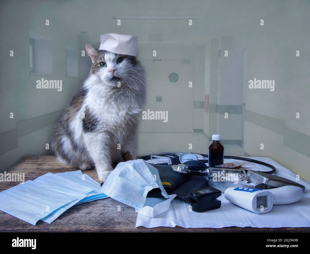 Cat In Medical School at Phillip Dorsey blog