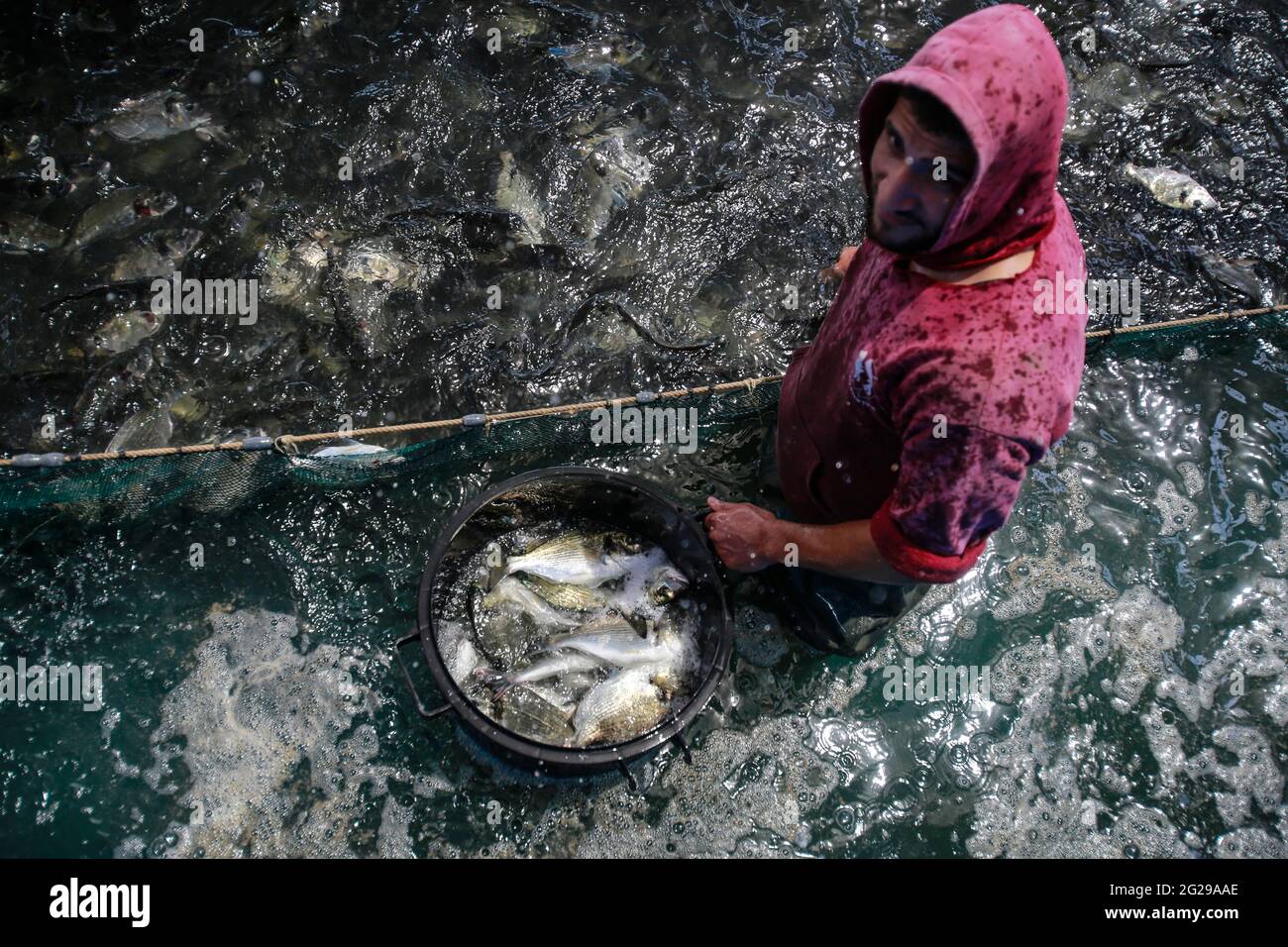 Palestinian man extracts fish from a pond in one of the fish farming ...