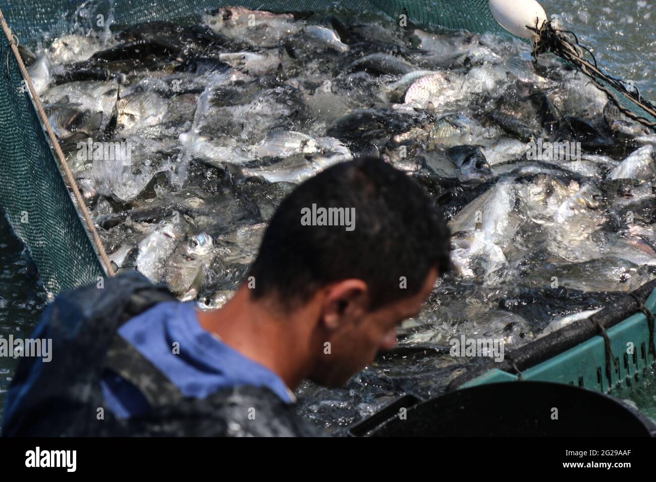 Palestinian man extracts fish from a pond in one of the fish farming ...