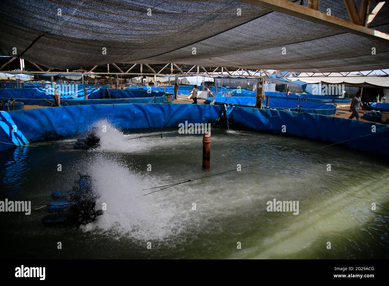 Palestinian man walks past fish pond in one of the fish farming project ...