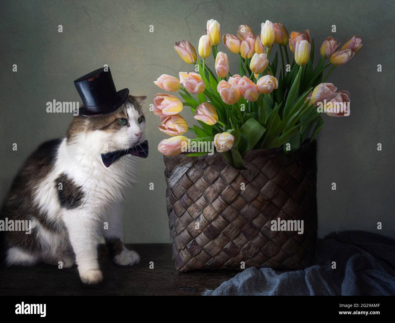 Cat portrait hat hi-res stock photography and images - Alamy