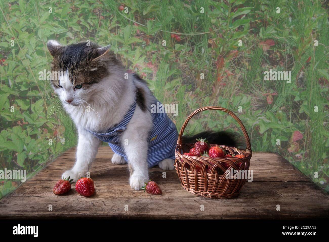 Still life with strawberry and sad cat Stock Photo - Alamy
