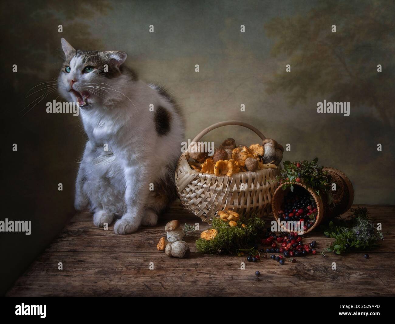 Still life with mushrooms and adorable fluffy cat Stock Photo - Alamy