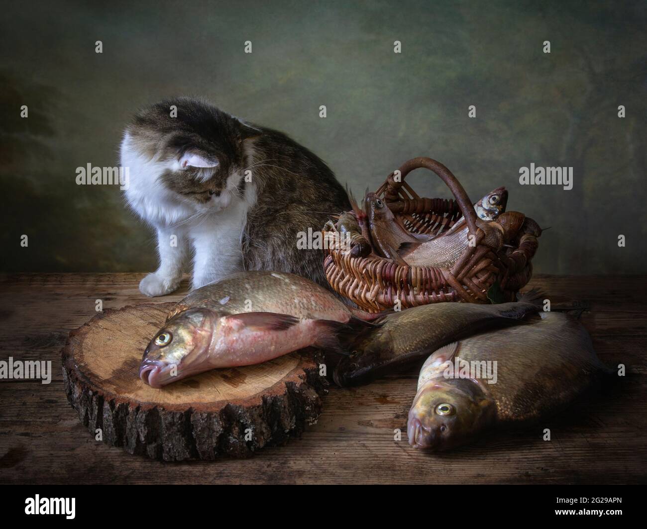 Still life with fish and curious cat Stock Photo - Alamy