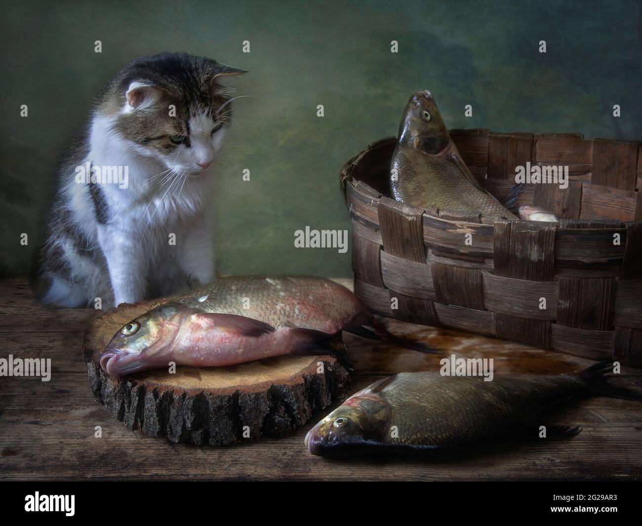 Still life with fish and curious cat Stock Photo - Alamy